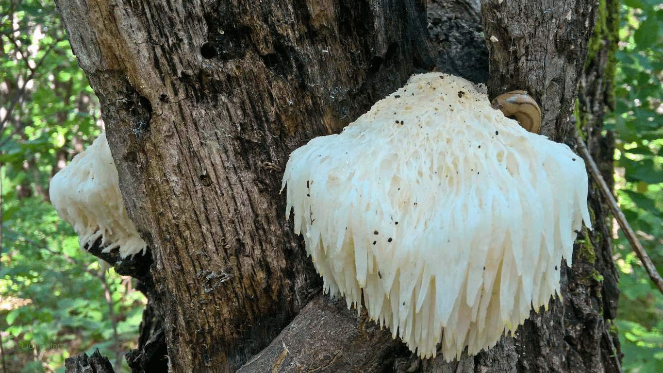 Lion's Mane: 5 Science-Backed Benefits for Brain & Body | ATRx Labs