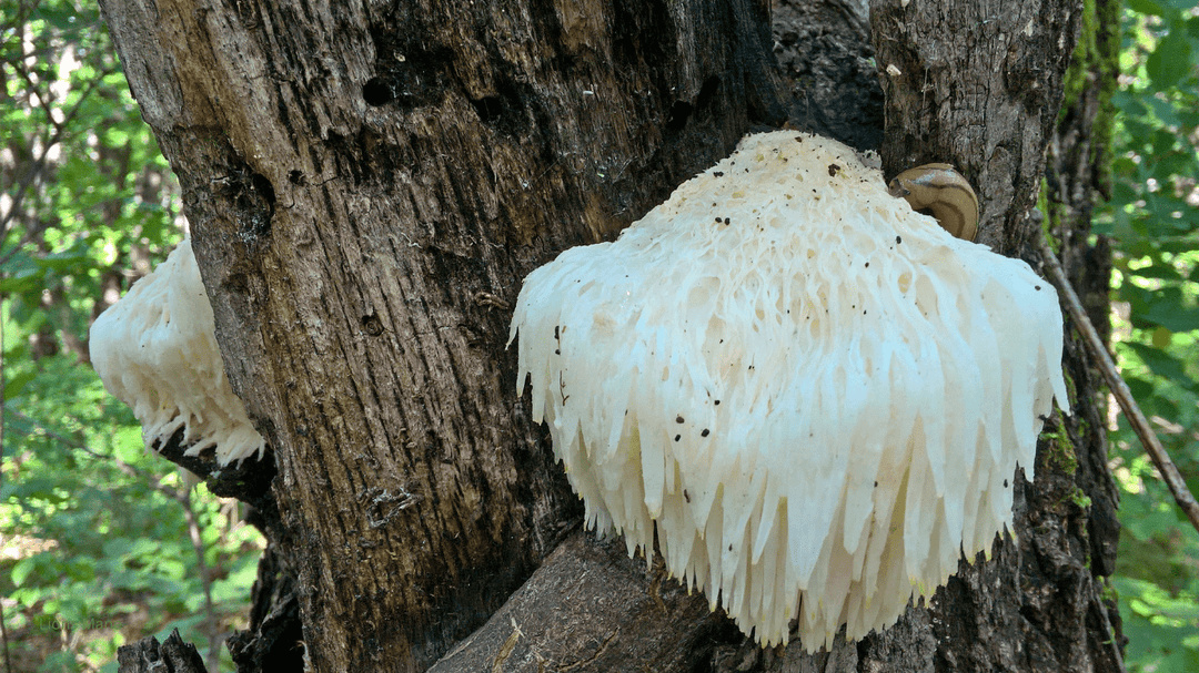 Lion's Mane: 5 Science-Backed Benefits for Brain & Body | ATRx Labs