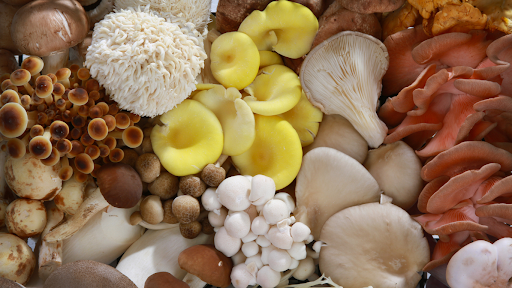 Adaptogenic Mushrooms: Benefits and Integration into Your Wellness Rou ...